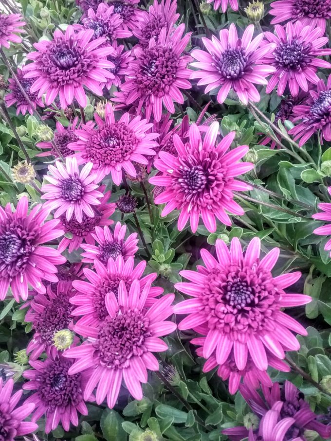 Osteospermum ecklonis double purple (African daisy)in 50mm Forestry ...