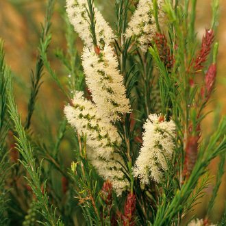Melaleuca – Trigg Plants