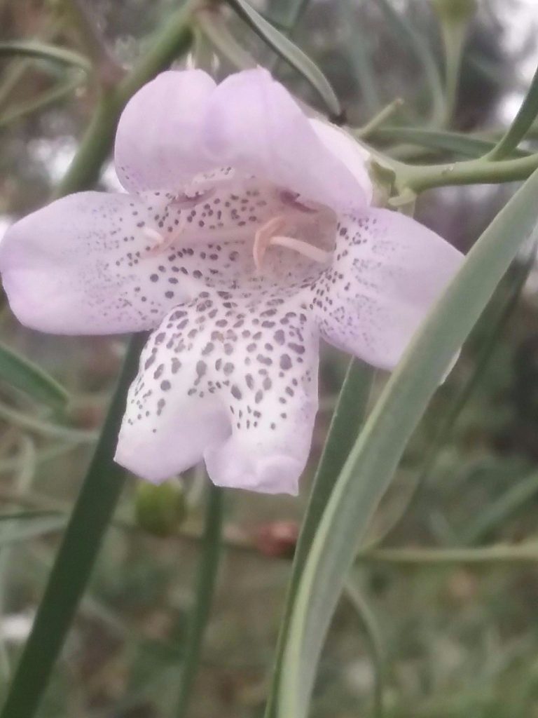 Eremophila bignoniiflora Pale Pink form (EMU BUSH) in 50mm Forestry ...