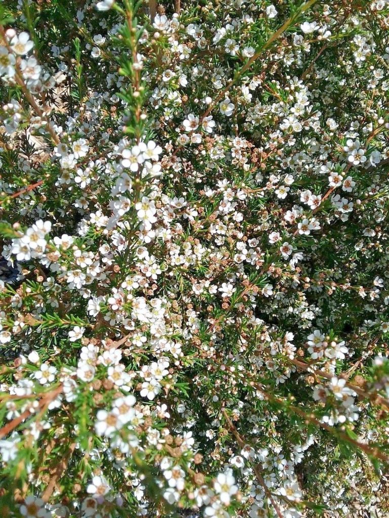 Astartea scoparia in 50mm Forestry Tube – Trigg Plants