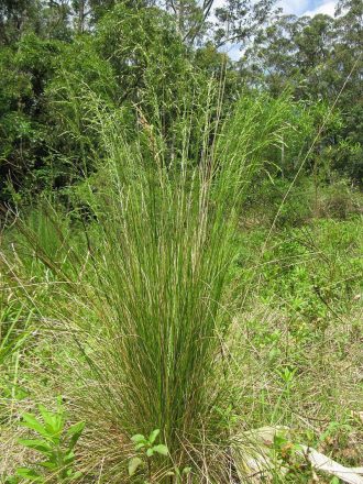 Poa labillardieri (tussock grass) in 50mm Forestry Tube – Trigg Plants