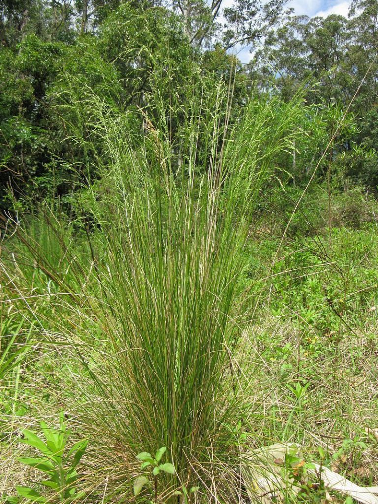 Poa labillardieri (tussock grass) in 50mm Forestry Tube – Trigg Plants