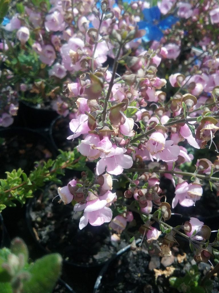 Prostanthera rotundifolia mini pink (Mint bush) in 75mm Supergro Tube ...
