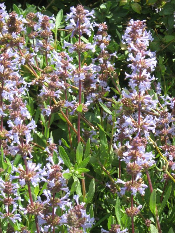 Salvia clevelandii in 50mm Forestry Tube – Trigg Plants