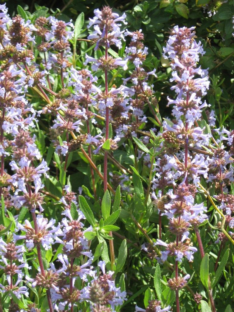 Salvia clevelandii in 50mm Forestry Tube – Trigg Plants