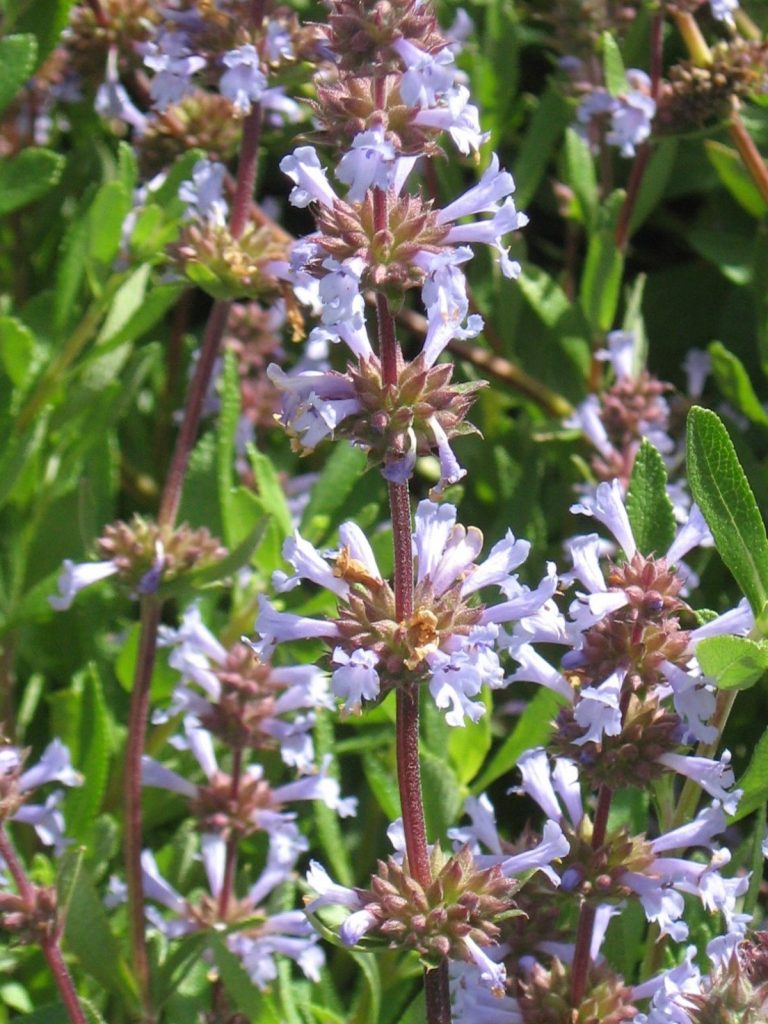 Salvia clevelandii in 50mm Forestry Tube – Trigg Plants