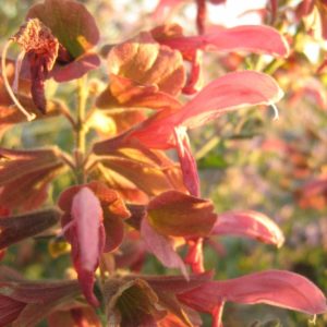 Salvia lanceolata in 50mm Forestry Tube – Trigg Plants