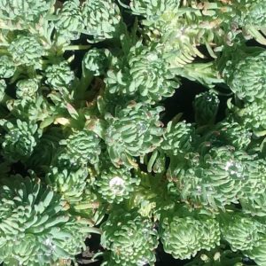 Sedum adolphi Tropical Sunset in 65mm Square Pot – Trigg Plants