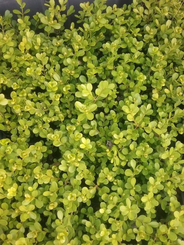 Buxus microphylla (JAPANESE BOX) – Trigg Plants