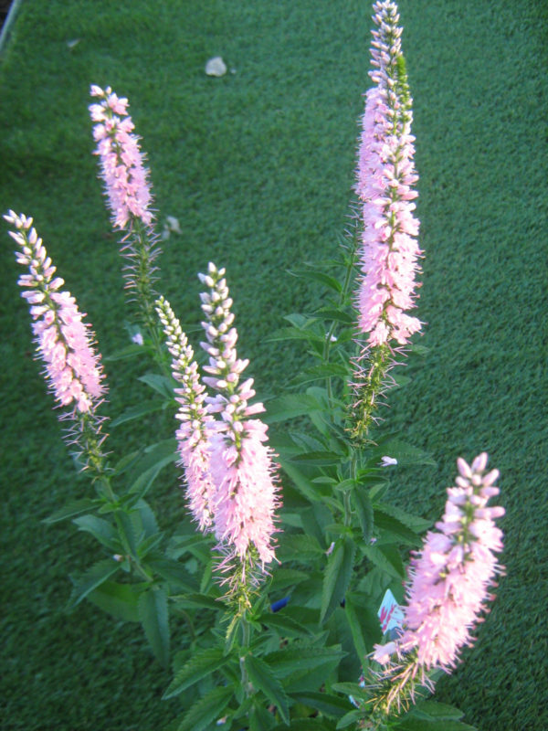 Veronica longifolia pink BARE ROOTED – Trigg Plants