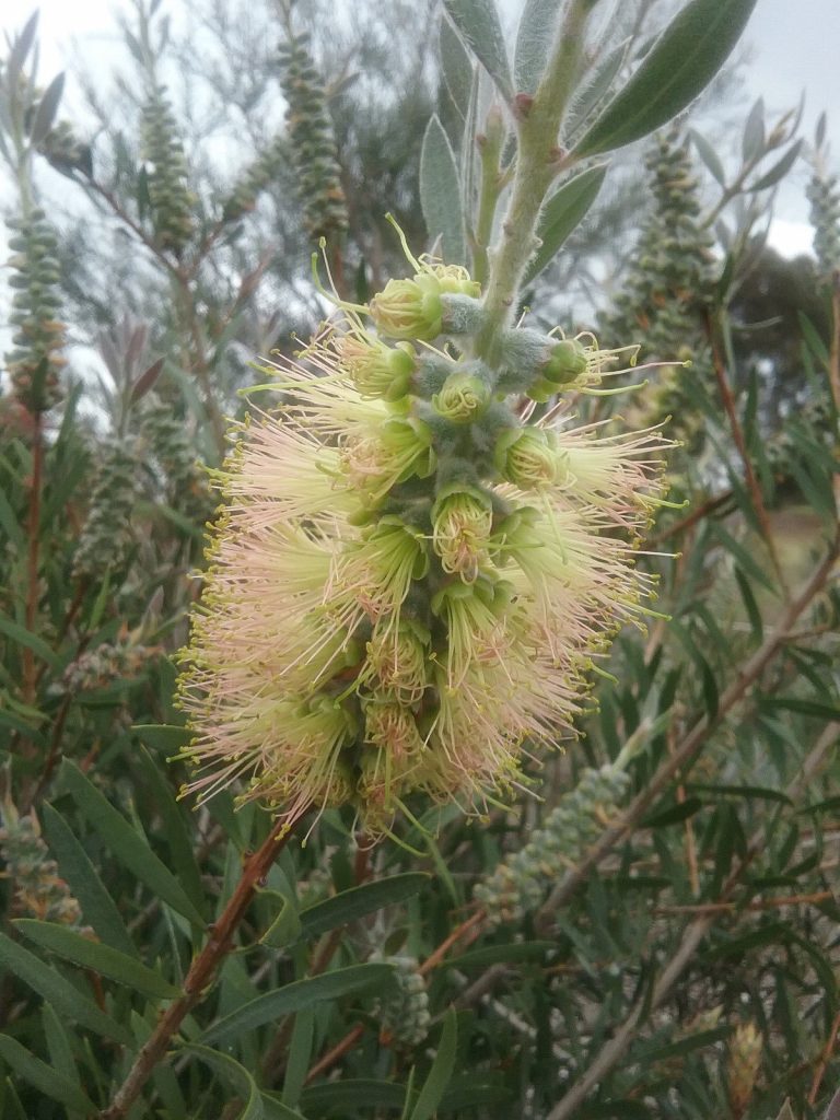 Australian Native Seed – Page 4 – Trigg Plants