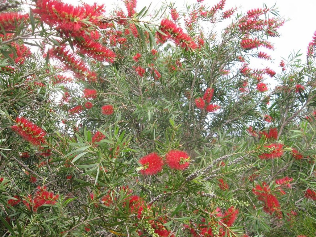 Callistemon Kings Park Special in 50mm forestry Tube – Trigg Plants