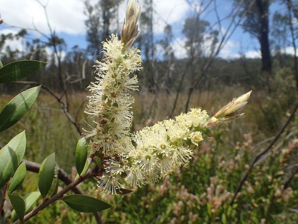 Callistemon – Trigg Plants