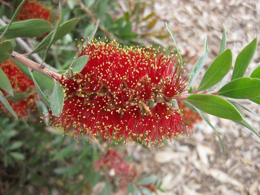 Callistemon – Trigg Plants
