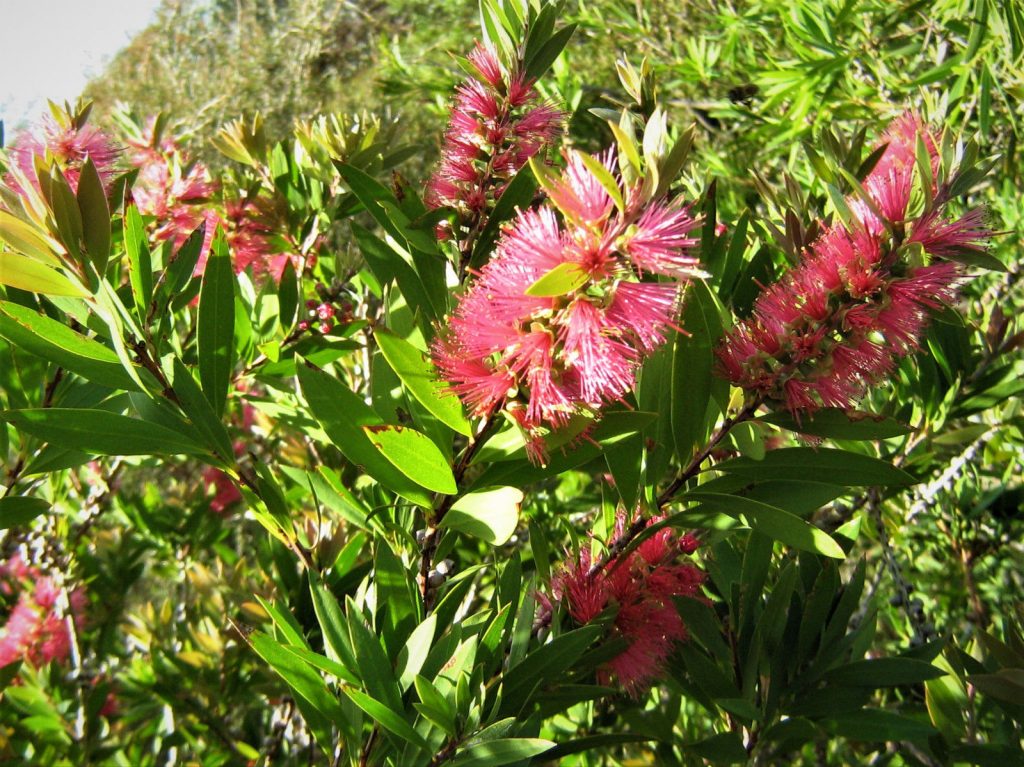Callistemon salignus perth Pink in 68mm Super Tube – Trigg Plants