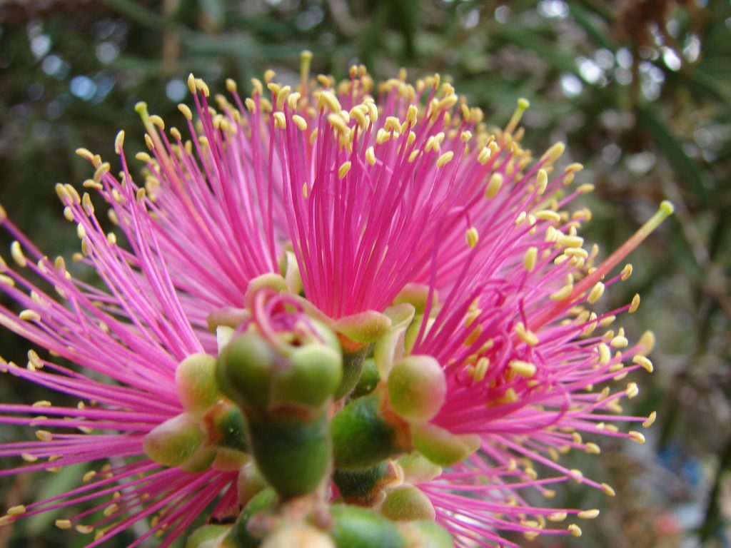 Callistemon violaceus in 50mm Forestry Tube – Trigg Plants