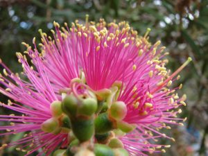 Callistemon violaceus in 50mm Forestry Tube – Trigg Plants