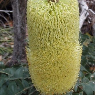 Taxandria parviceps in 75mm Supergro Tube – Trigg Plants