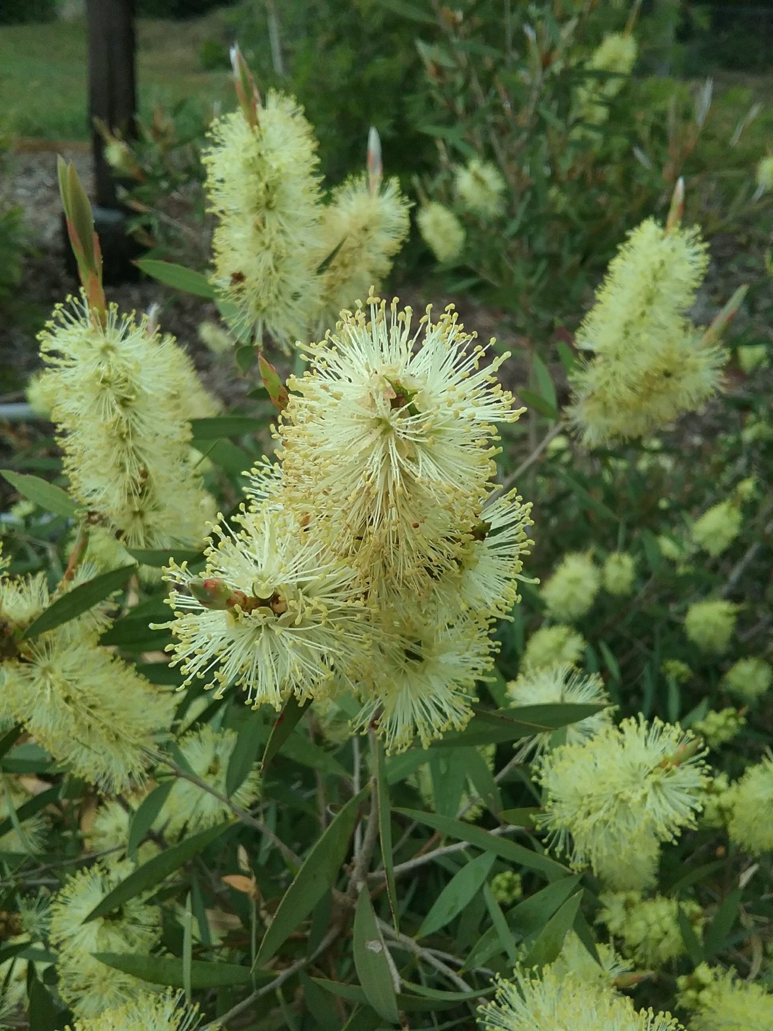 Callistemon pallidus (bottlebrush) in 50mm Forestry Tube – Trigg Plants Callistemon pallidus (bottlebrush) in 50mm Forestry Tube – Trigg Plants