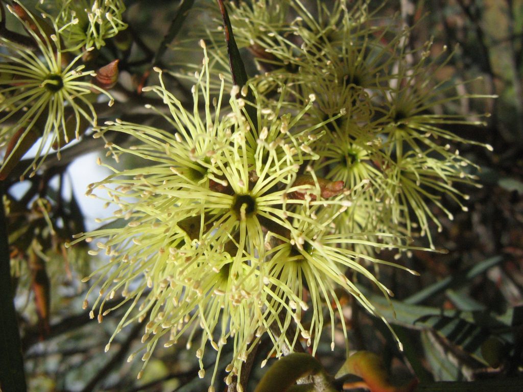 Callistemon pachyphyllus green in 50mm Forestry Tube – Trigg Plants
