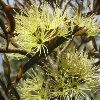 Melaleuca teretifolia Georgiana Molloy in 50mm Forestry Tube – Trigg Plants