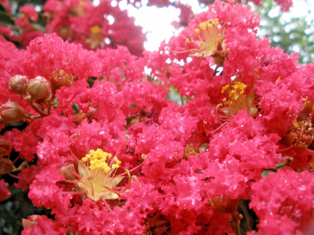 Lagerstroemia indica Comanche (CREPE MYRTLE) in 75mm supergro tube ...
