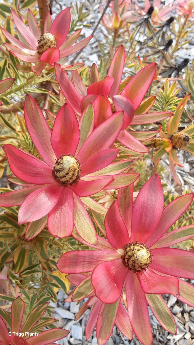 Leucadendron Jester in 50mm Forestry Tube – Trigg Plants