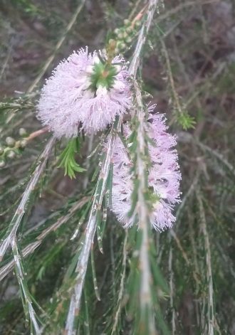 Melaleuca diosmatifolia 50 seeds – Trigg Plants