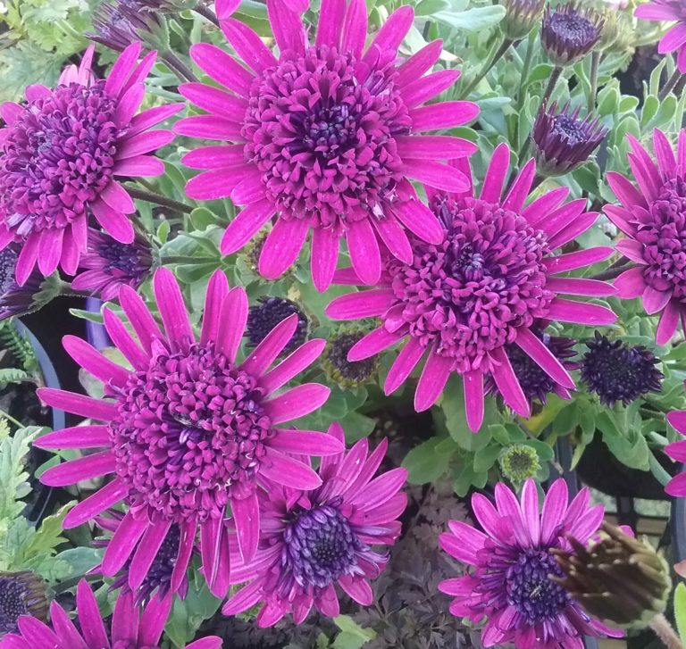 Osteospermum ecklonis double purple (African daisy)in 50mm Forestry ...