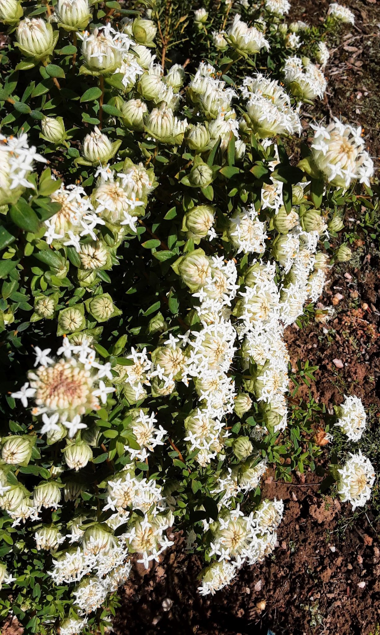 Pimelea Snowball in 50mm Forestry Tube – Trigg Plants