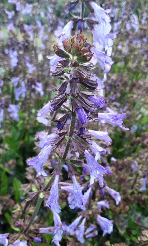 Salvia lyrata (purple leaf form) Bare Rooted – Trigg Plants