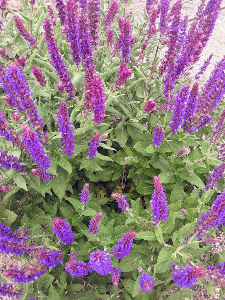 Salvia nemorosa tall purple in 125mm Advanced Pot – Trigg Plants