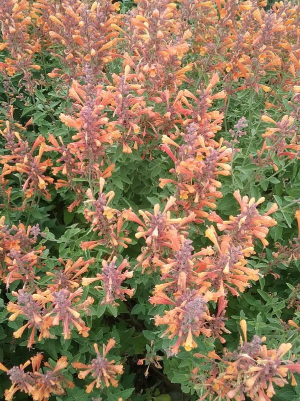 Agastache rupestris in 75mm Supergro Tube – Trigg Plants