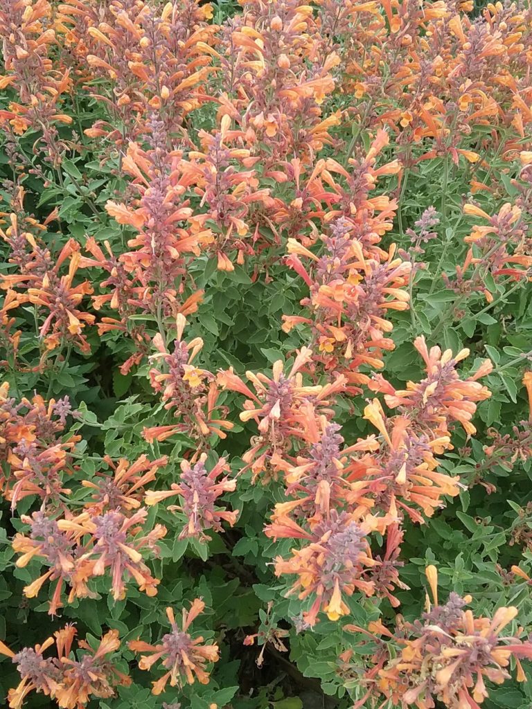 Agastache rupestris Bare Rooted – Trigg Plants