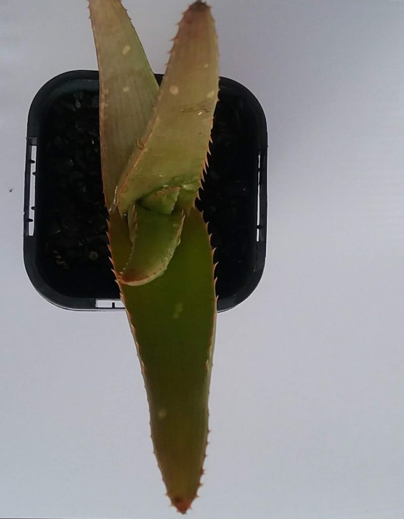 Aloe vera yellow flowering form (BARE ROOTED) – Trigg Plants