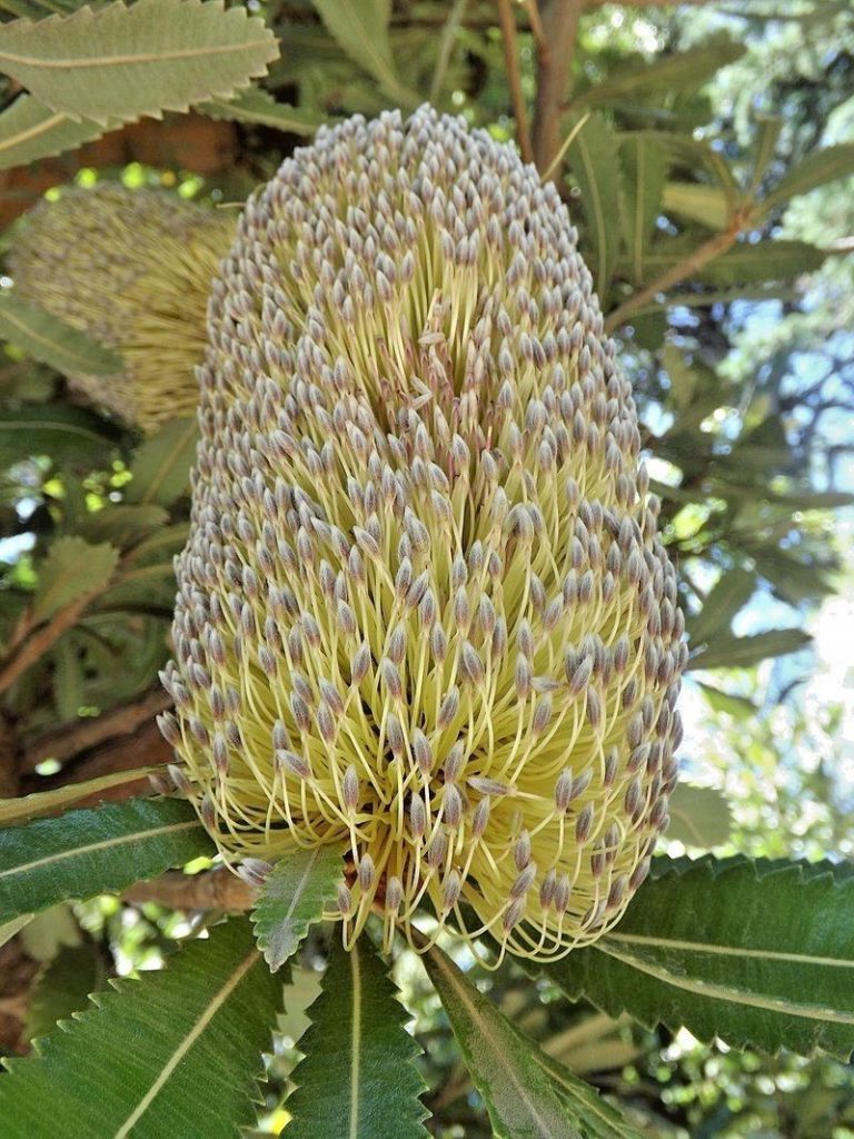 Banksia serrata in 50mm Forestry Tube – Trigg Plants