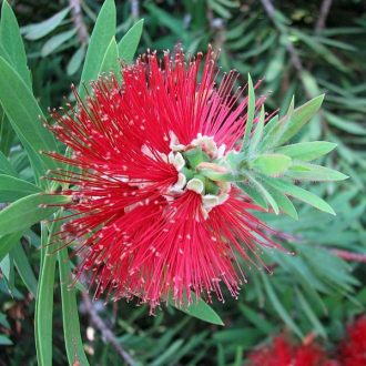 Callistemon – Trigg Plants