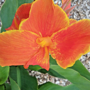 Canna – Trigg Plants
