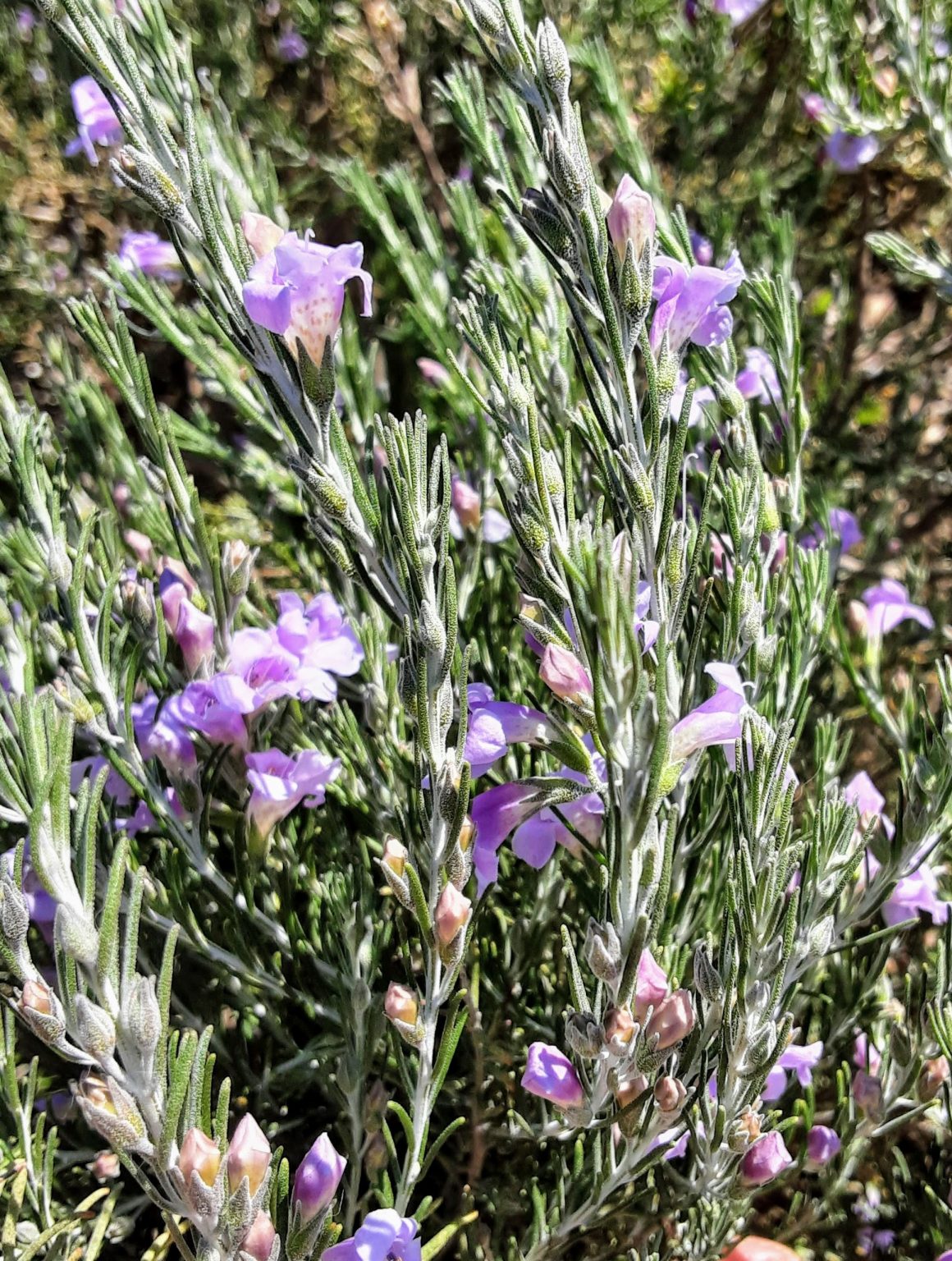 Eremophila nivea (Emu Bush) in 50mm Forestry Tube – Trigg Plants