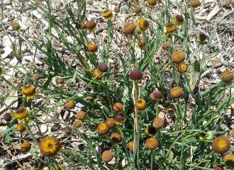 Helenium puberulum 50 seeds – Trigg Plants