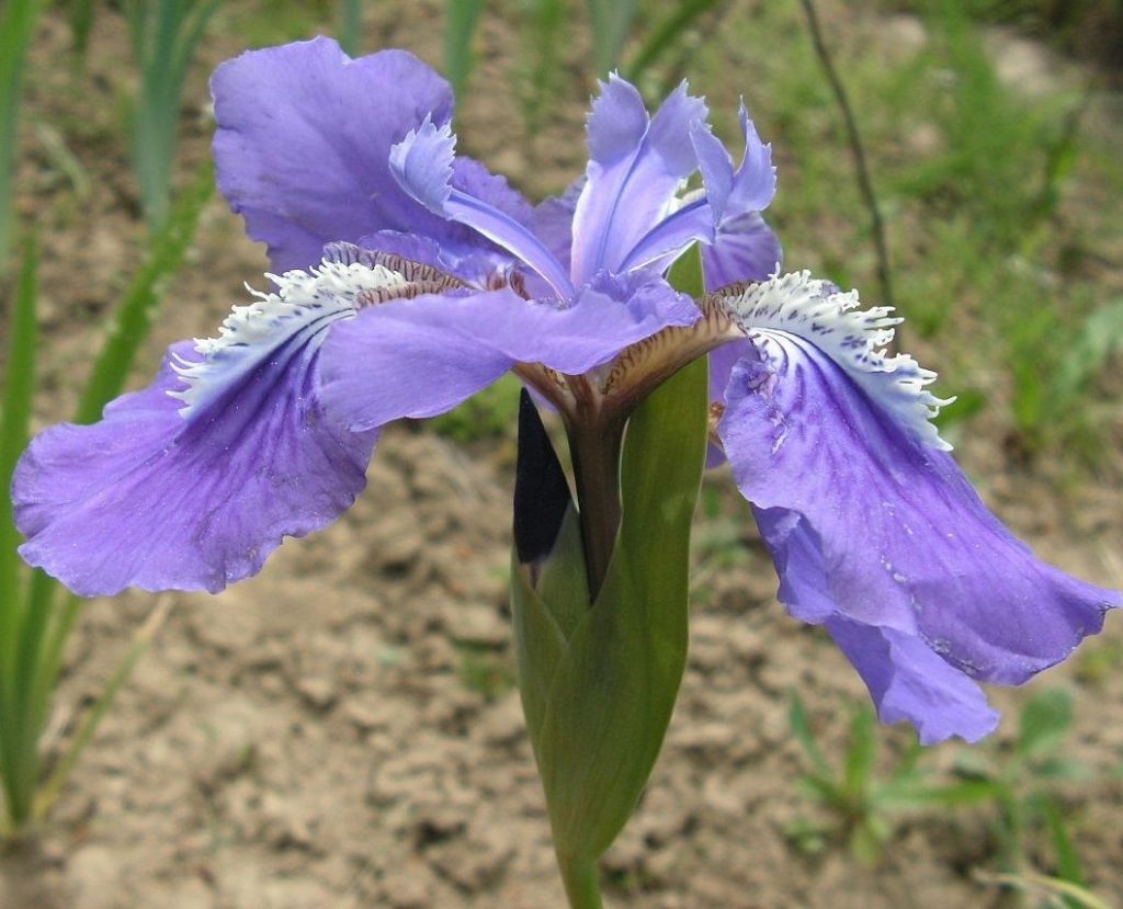 Iris tectorum (Blue Japanese roof iris) BARE ROOTED – Trigg Plants