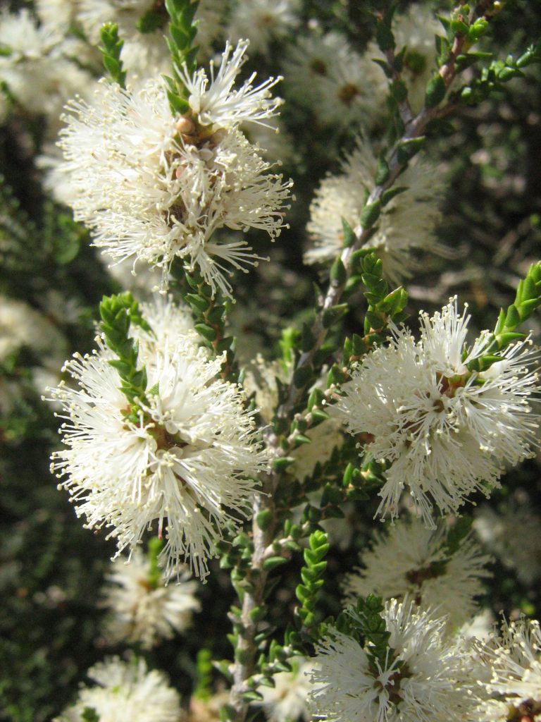 Melaleuca cucullata 50 seeds – Trigg Plants
