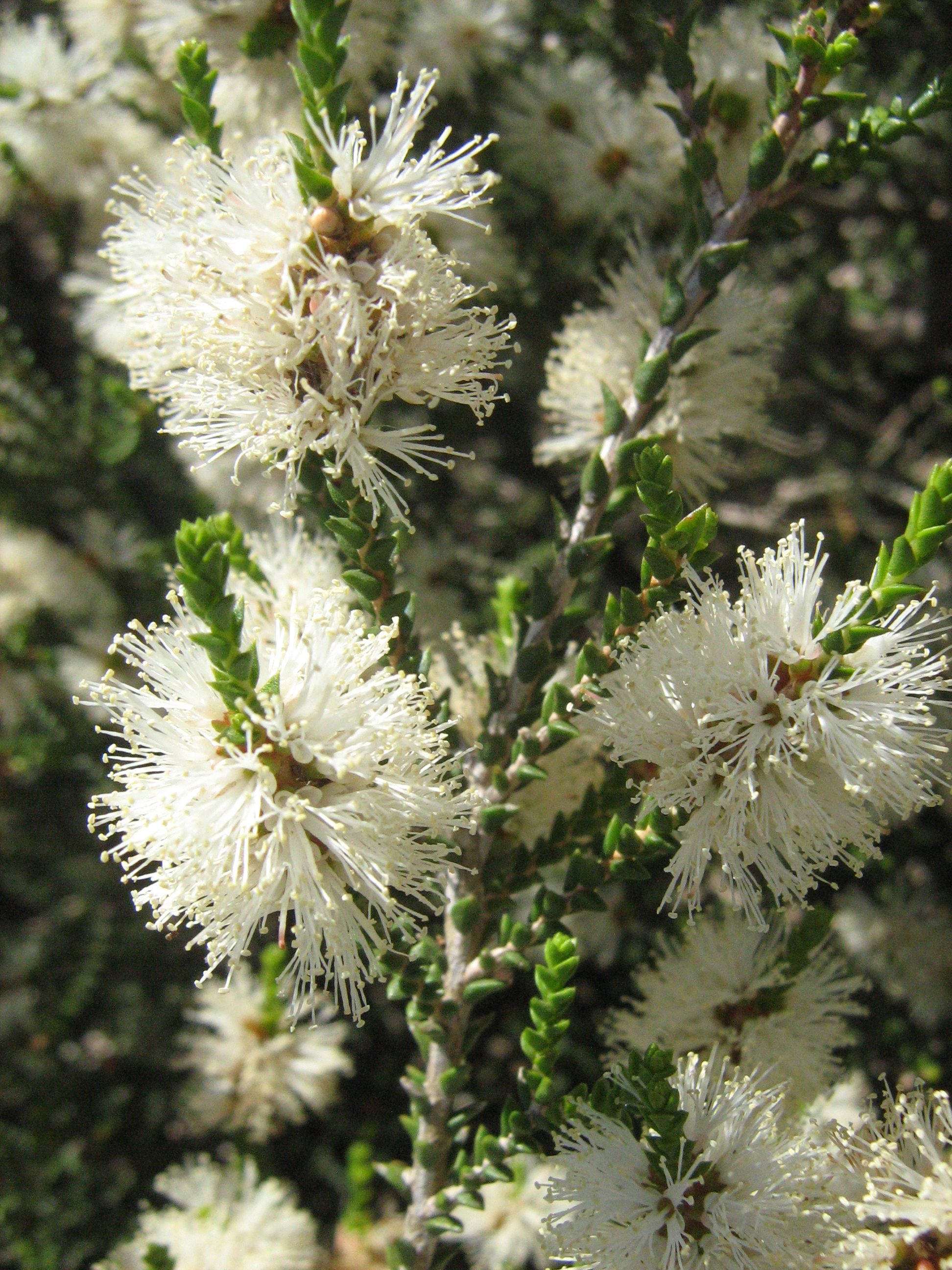 Melaleuca cucullata in 50mm forestry tube native plant – Trigg Plants