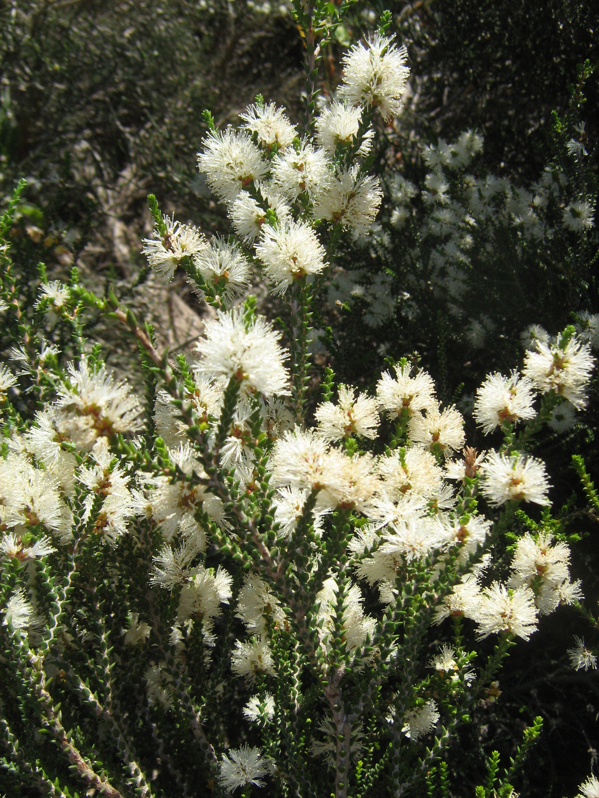 Melaleuca cucullata in 50mm forestry tube native plant – Trigg Plants