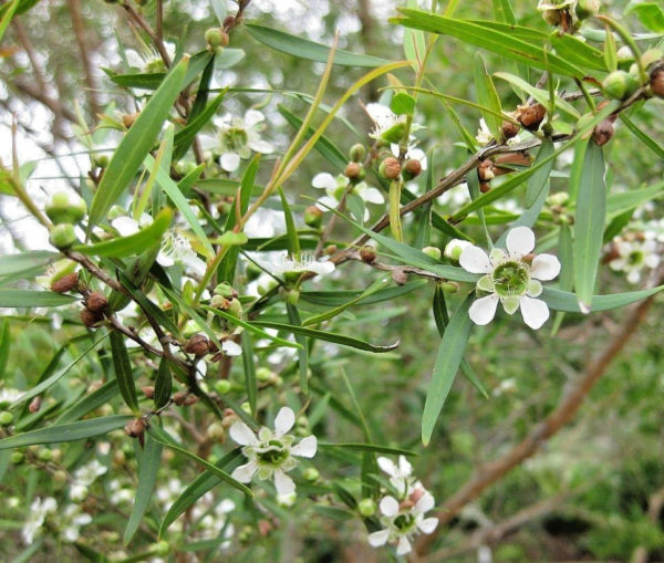 Leptospermum petersonii (Lemon Tea Tree) in 50mm Forestry Tube – Trigg ...