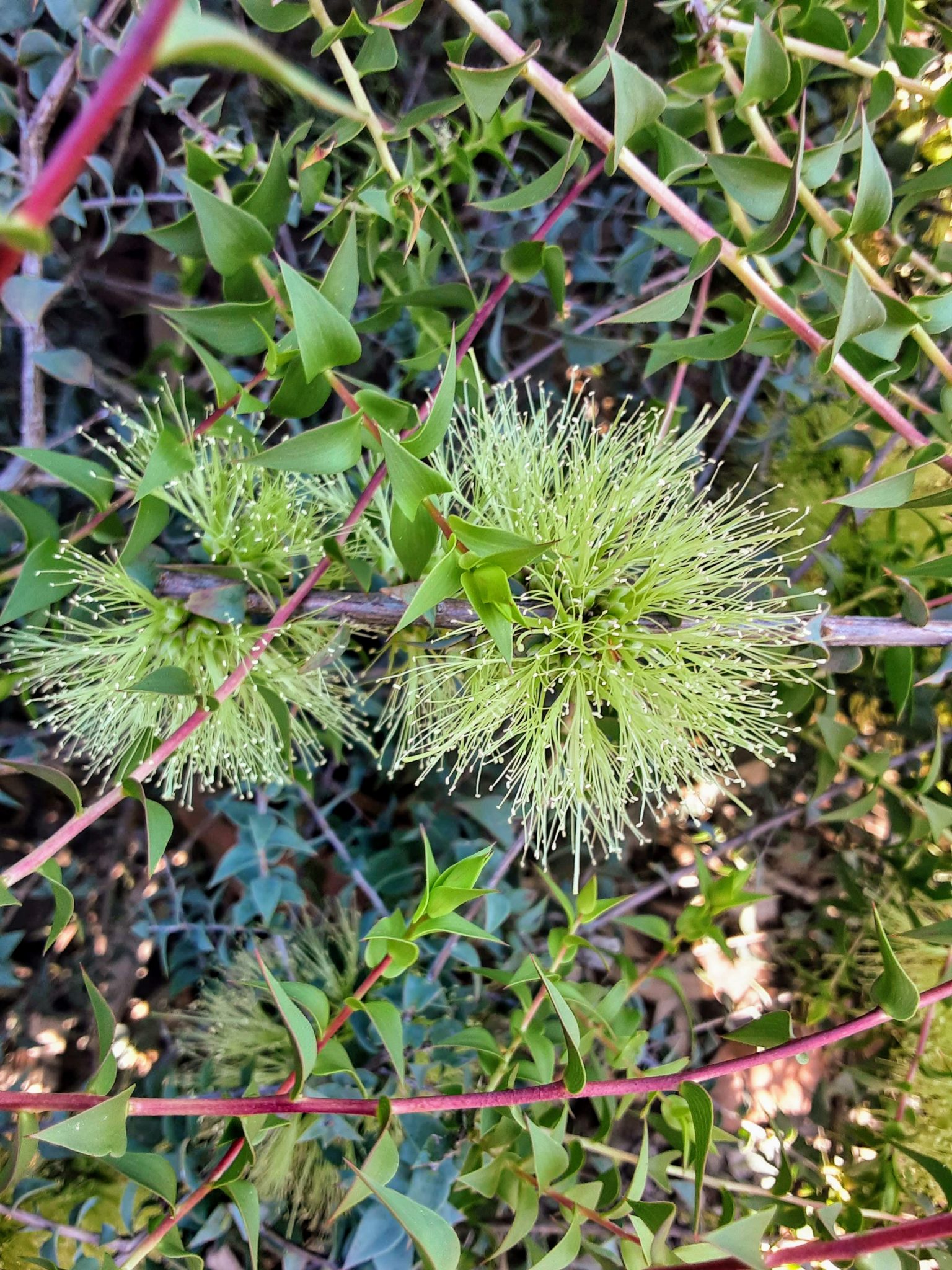 Melaleuca glaberrima in 50mm Forestry Tube – Trigg Plants