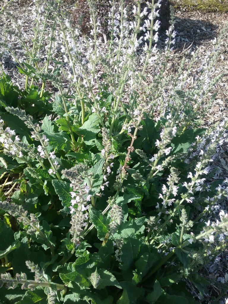 Salvia disermis white in 50mm Forestry Tube – Trigg Plants