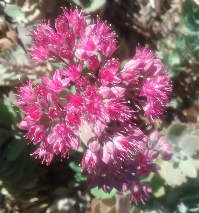 Sedum Ruby Glow Bare Rooted – Trigg Plants