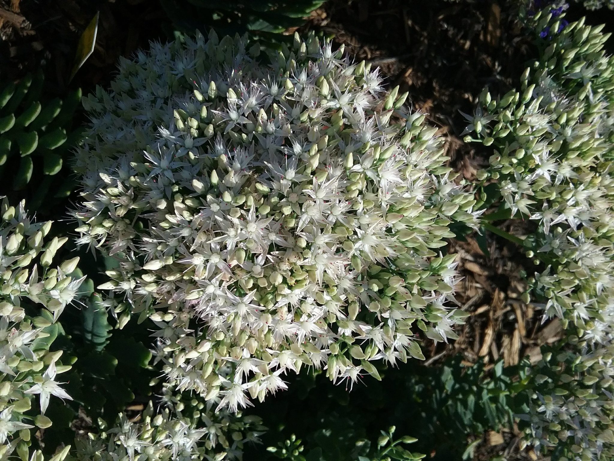 Sedum Thundercloud Bare Rooted – Trigg Plants