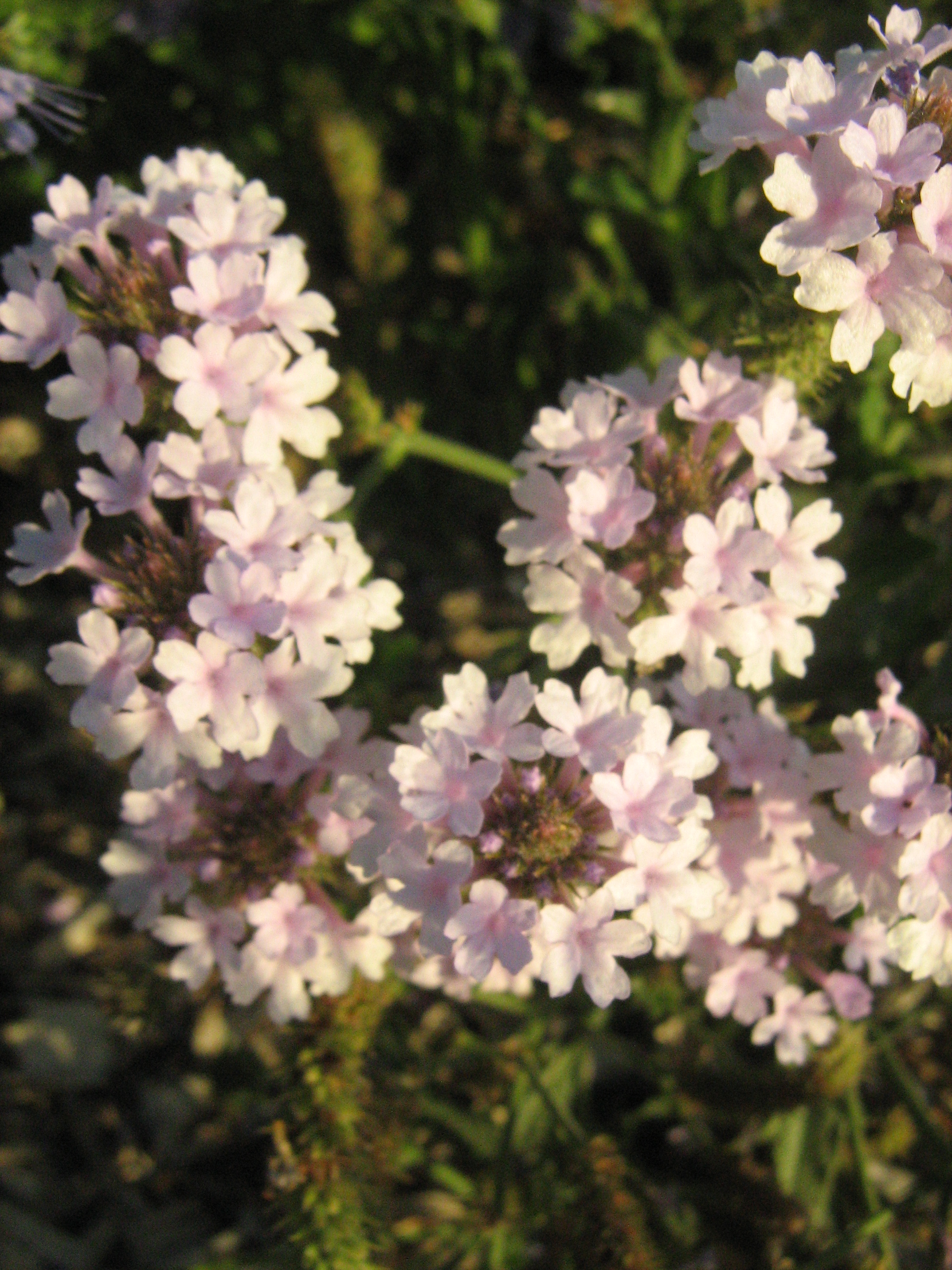 Verbena rigida BARE ROOTED – Trigg Plants